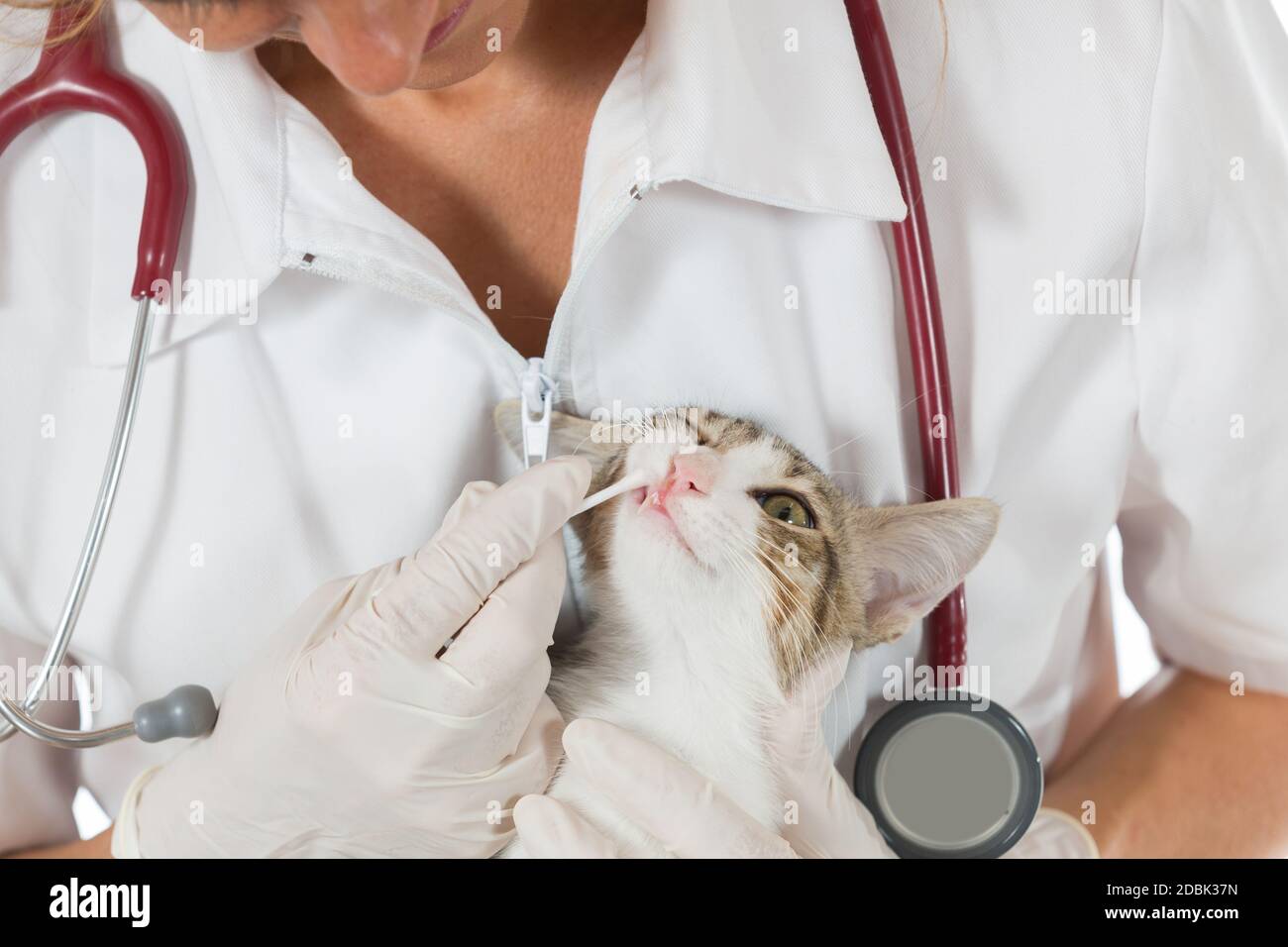 Veterinary inspection performing a dental clinic cat Stock Photo - Alamy