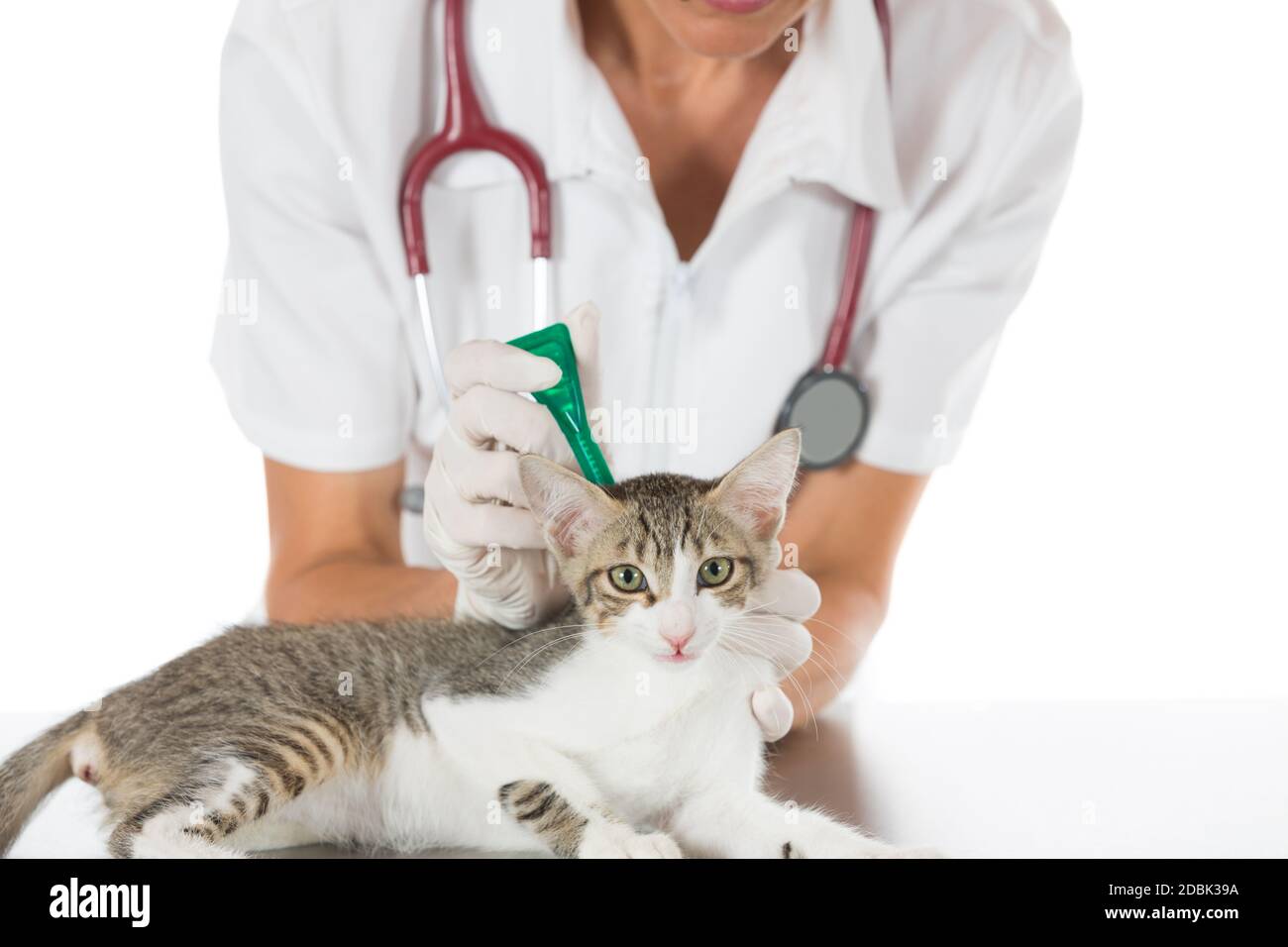 Placing a pipette veterinary antiparasitic a cat in clinic Stock Photo ...