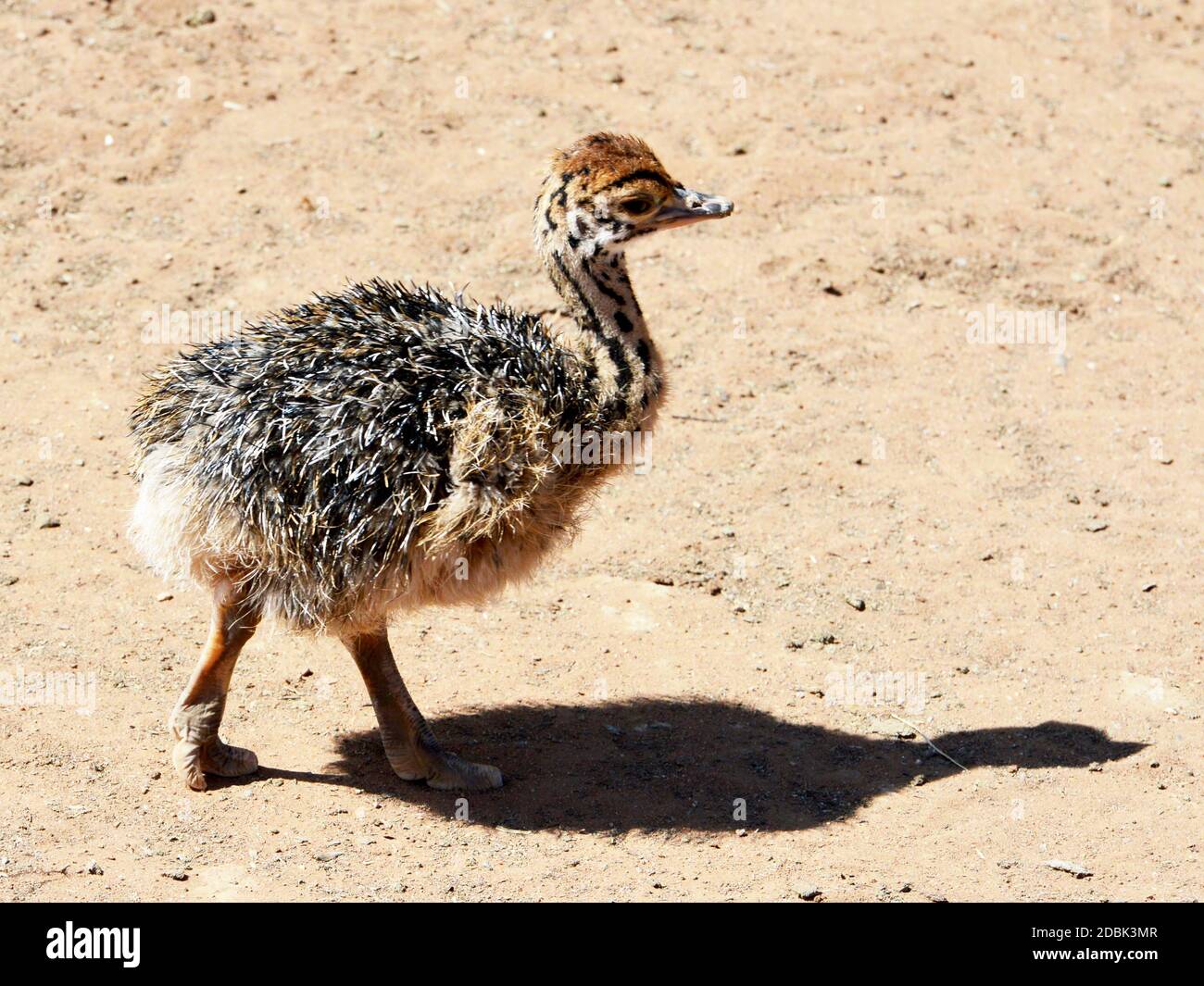 Little ostrich chick Oudtshoorn, South Africa Stock Photo - Alamy