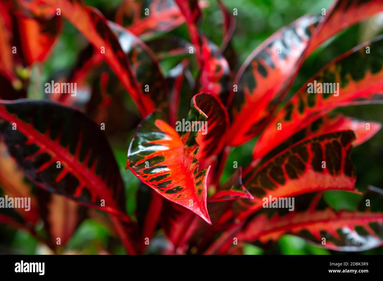 The Colorful plants and flowers in close-up on the island of Madagascar ...
