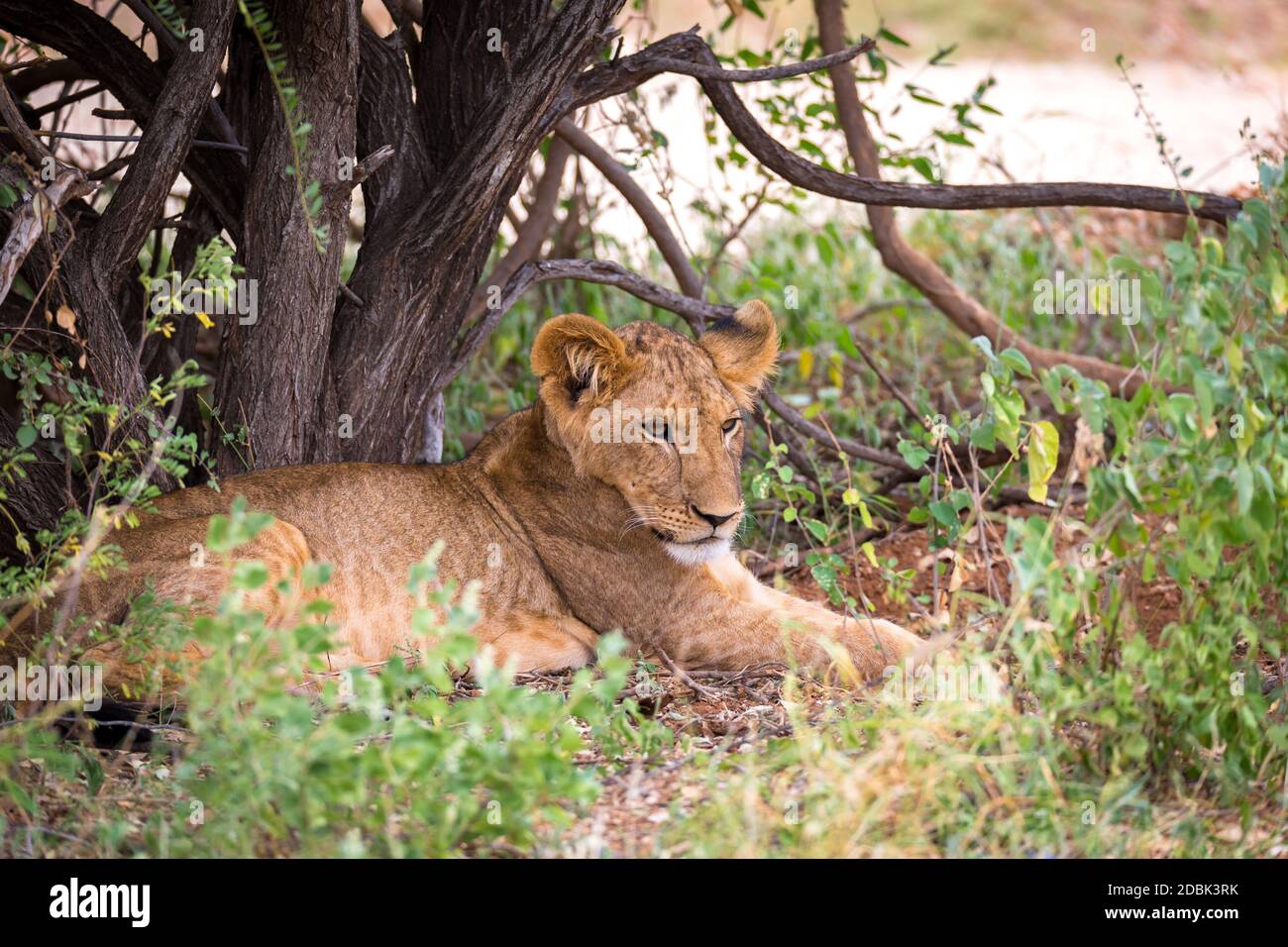 Lions rest in serengeti hi-res stock photography and images - Alamy