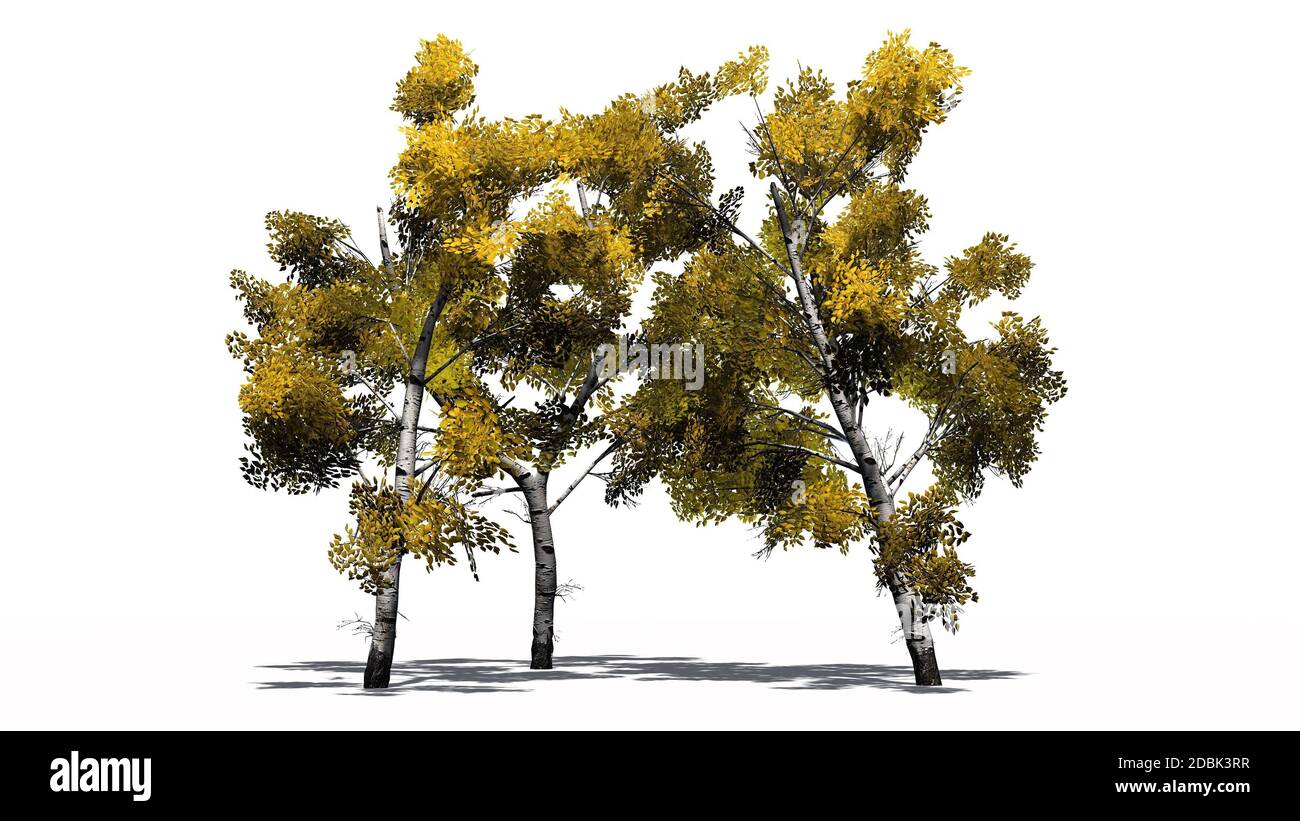 White Birch tree cluster in autumn - separated on white background ...