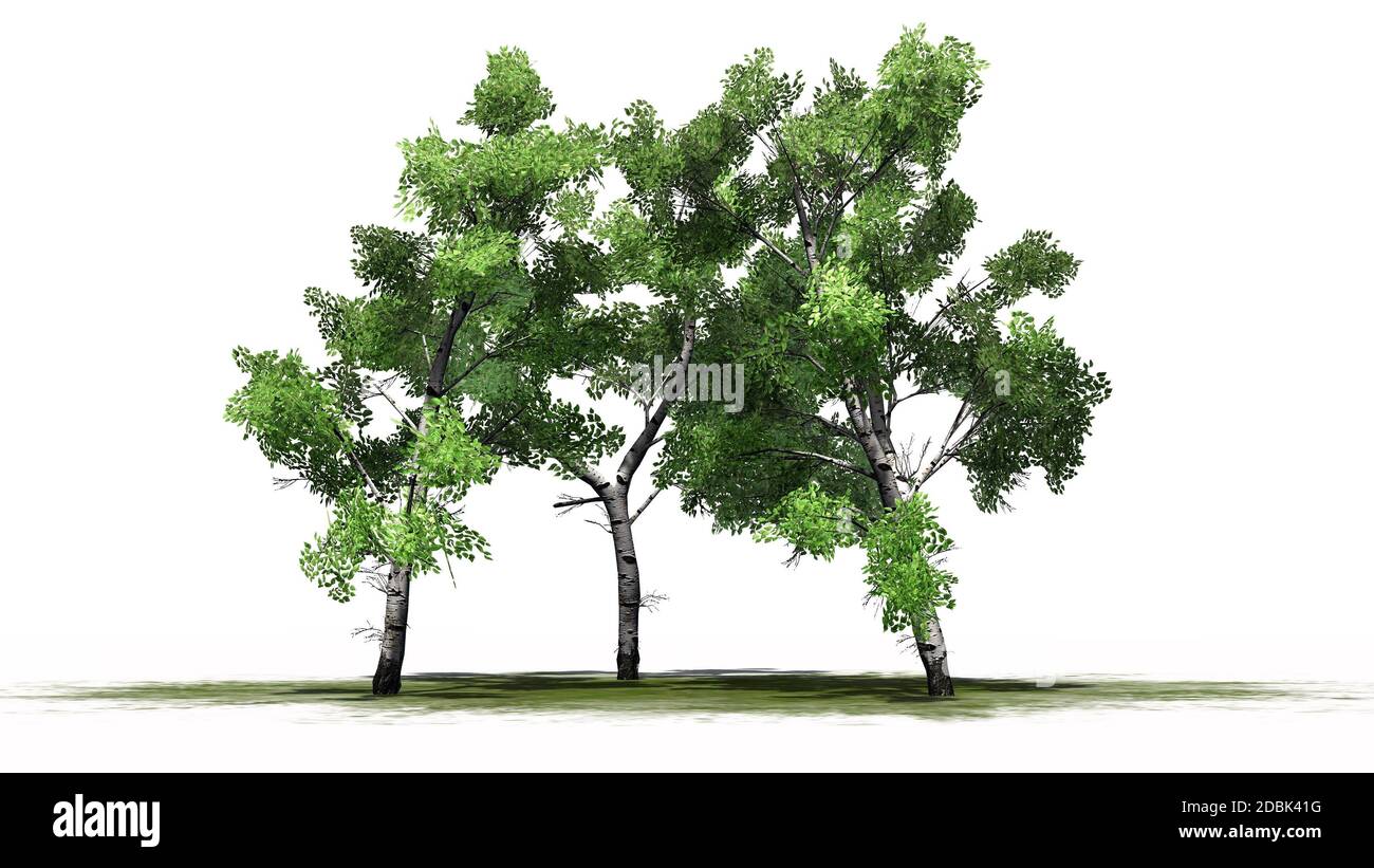 White Birch tree cluster - separated on white background Stock Photo ...