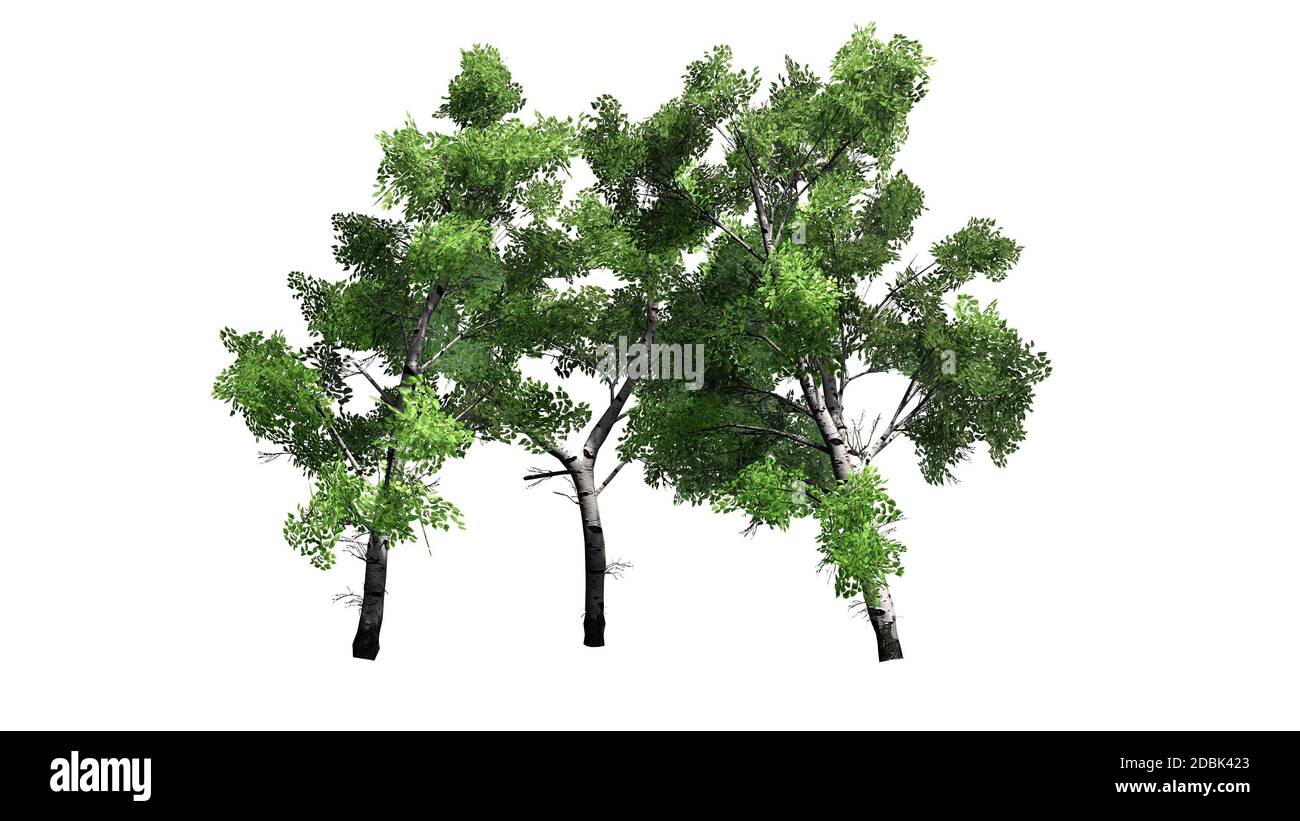 White Birch tree cluster - separated on white background Stock Photo ...