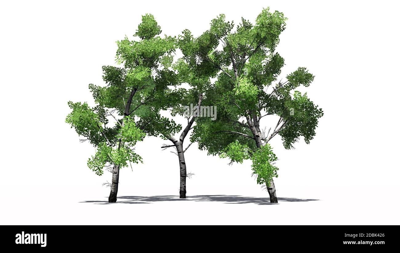 Silver birch wood Cut Out Stock Images & Pictures - Alamy