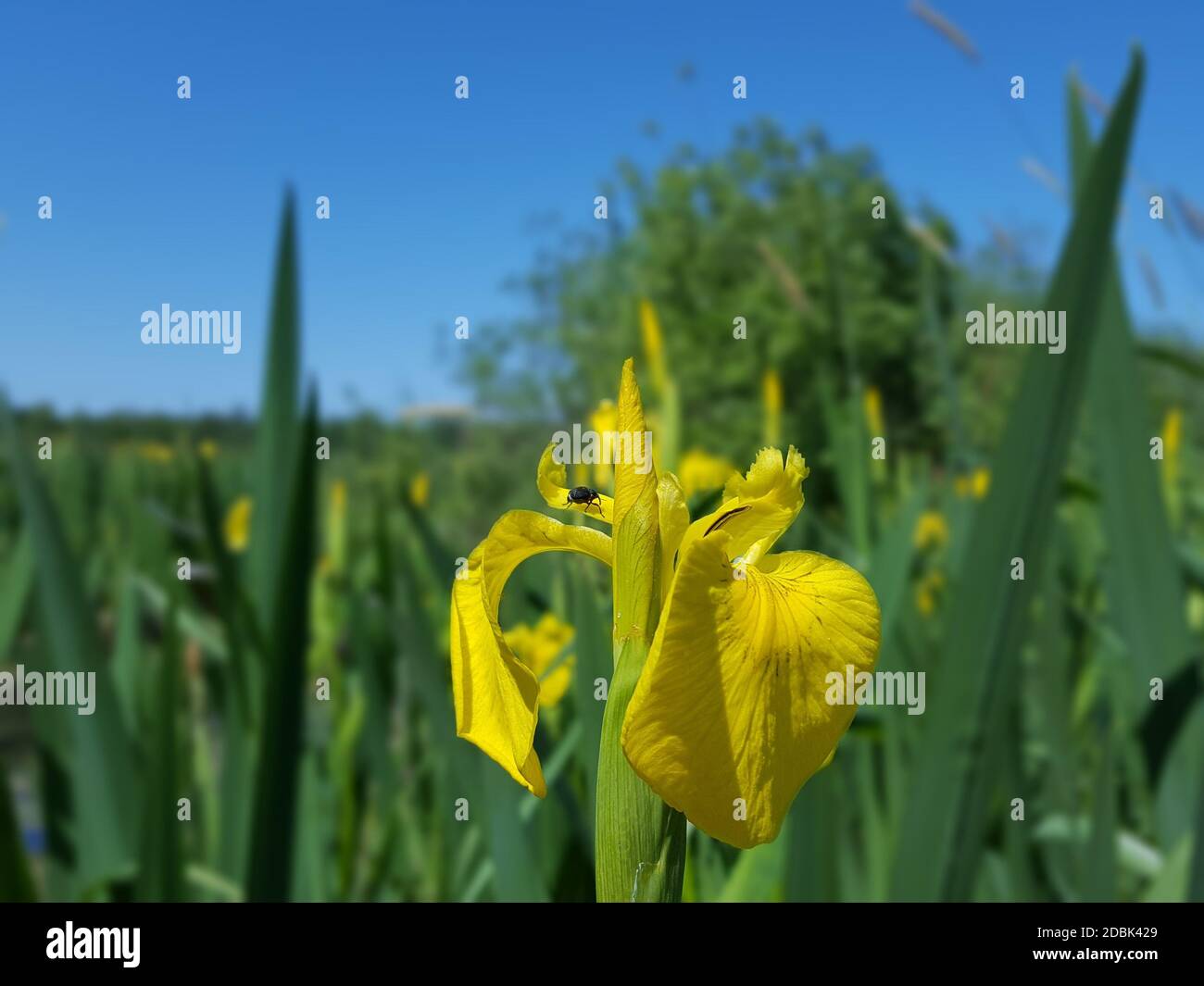 Yellow swamp lily Stock Photo - Alamy
