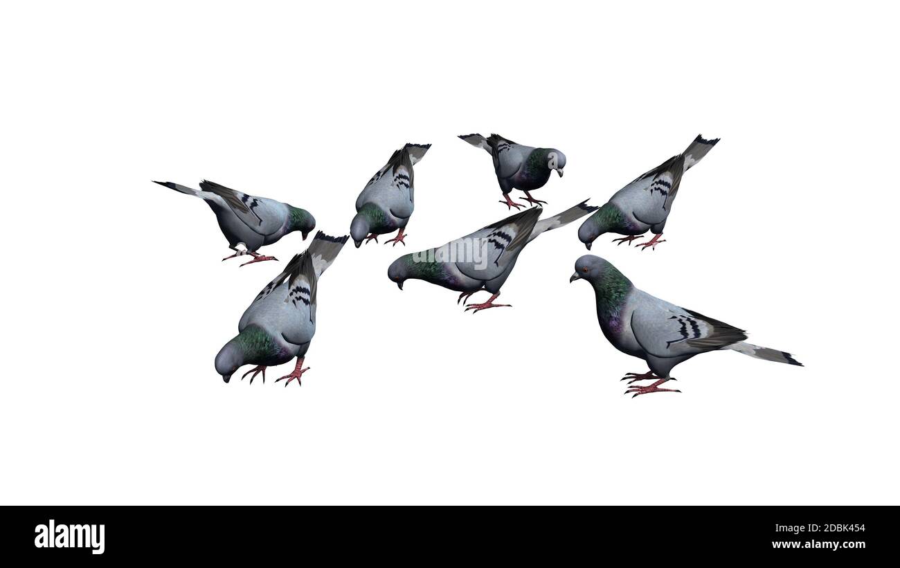 Pigeons group - isolated on white background Stock Photo - Alamy