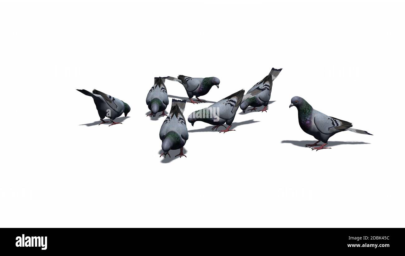 Angry pigeon hi-res stock photography and images - Alamy