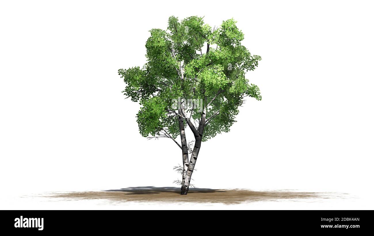 White Birch tree - separated on white background Stock Photo - Alamy