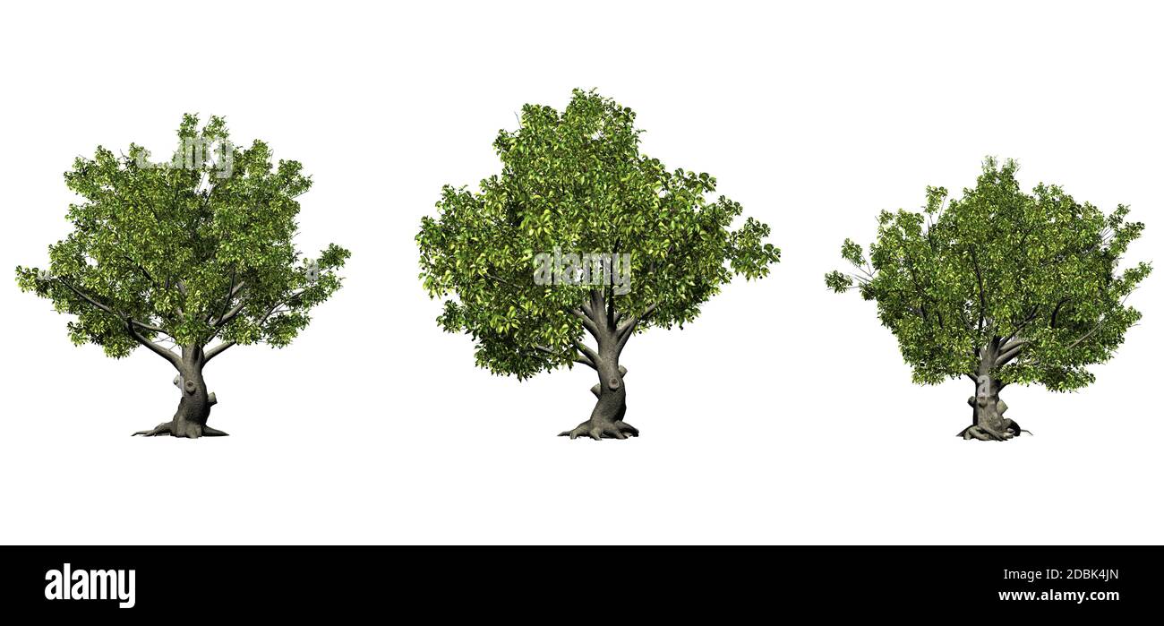 Set of American beech trees in the summer - isolated on white ...