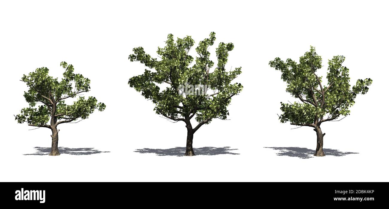 Set of American Sycamore trees in the summer with shadow on the floor ...