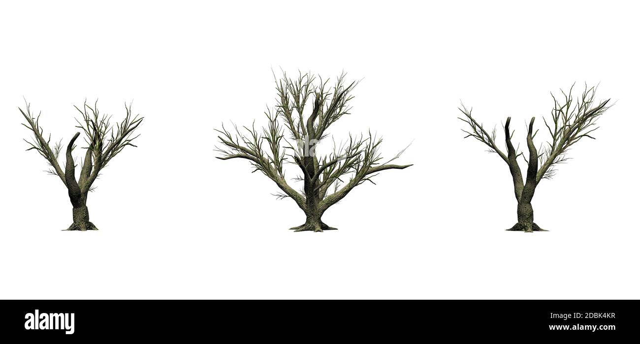 Set of Big Leaf Maple trees in the winter - isolated on white ...
