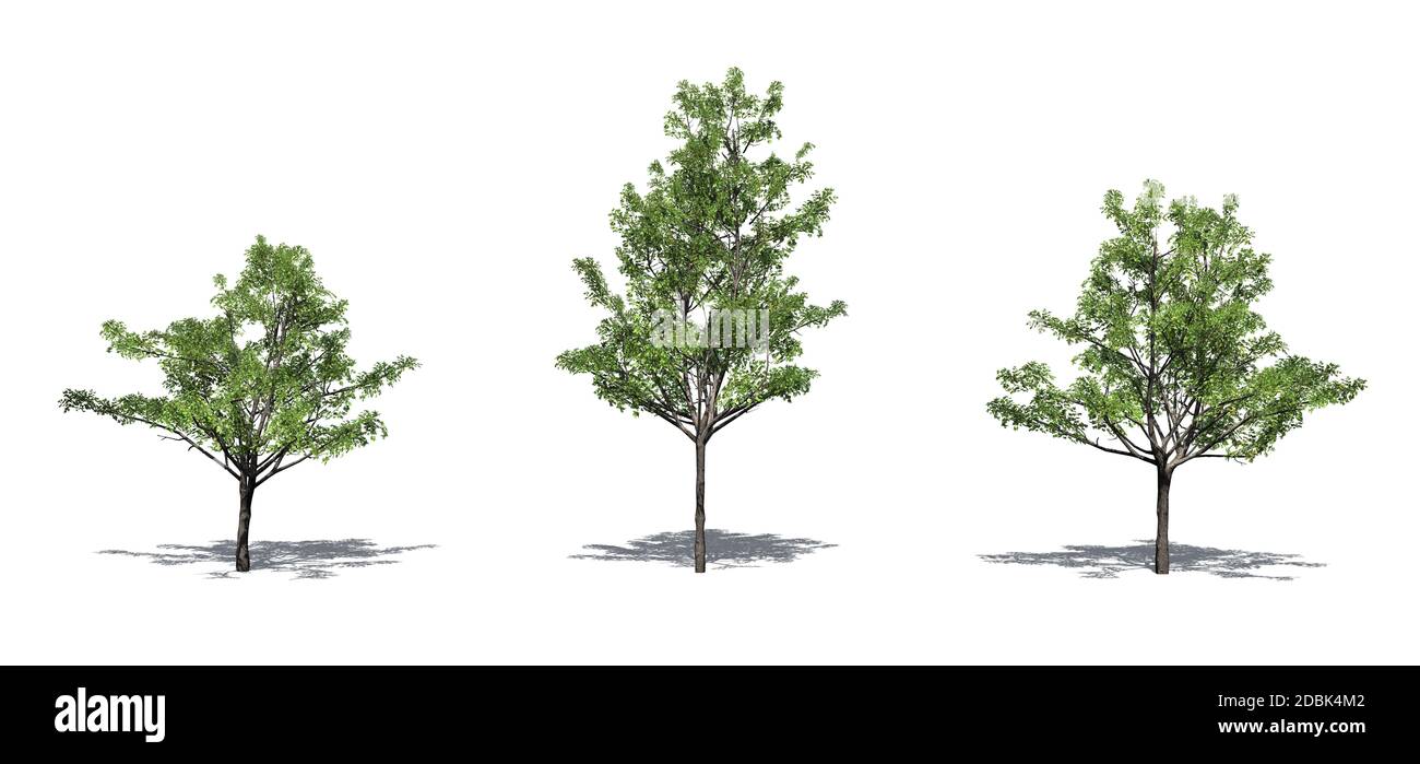 Set of Japanese Maple trees in the summer with shadow on the floor ...