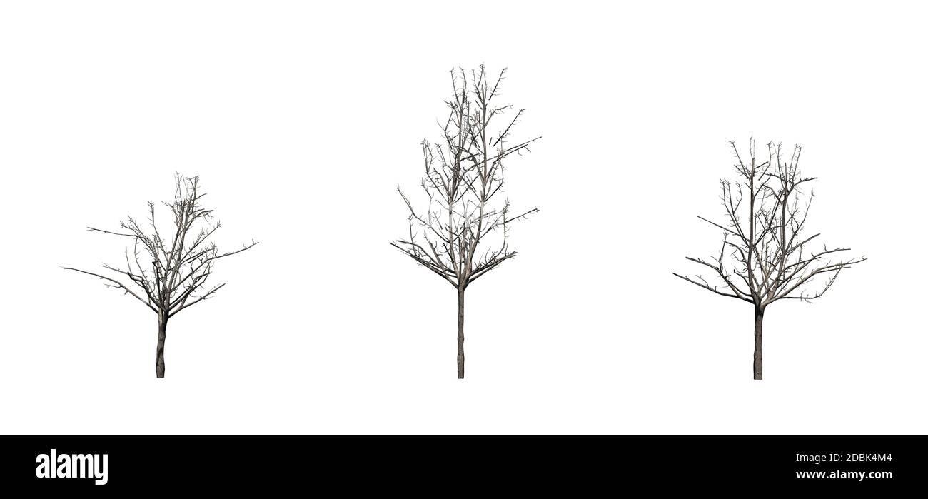 Set of Japanese Maple trees in the winter - isolated on white ...