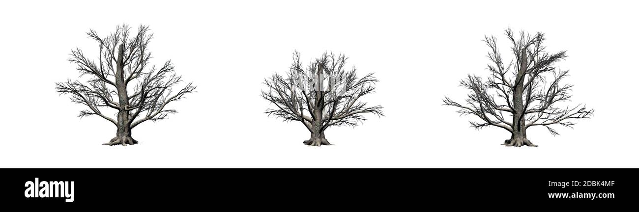 Set of European Beech trees in the winter - isolated on white ...