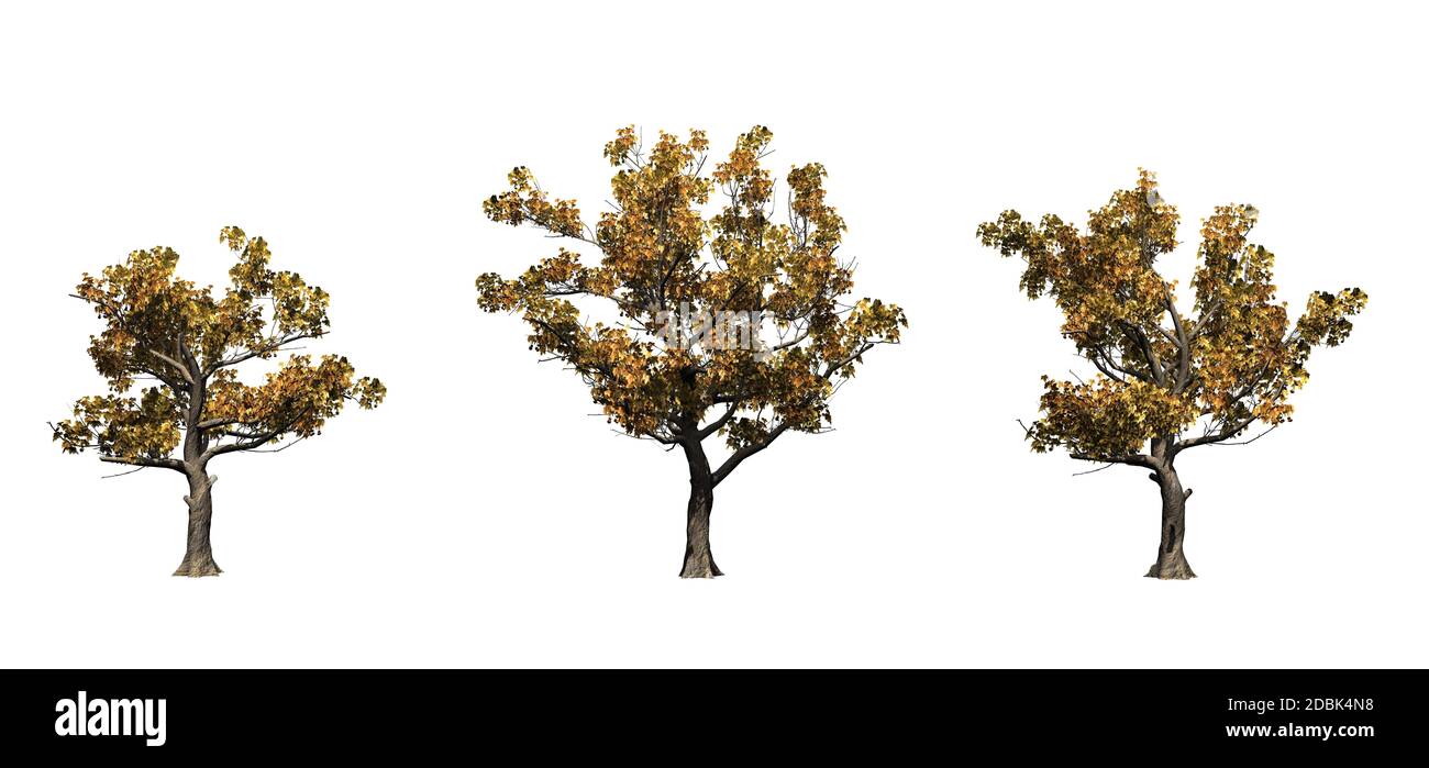 Set of American Sycamore trees in the autumn - isolated on white ...