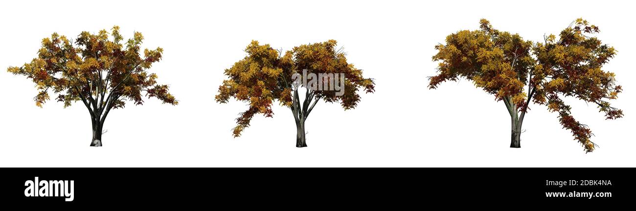 Set of American Elm trees in the autumn - isolated on white background ...