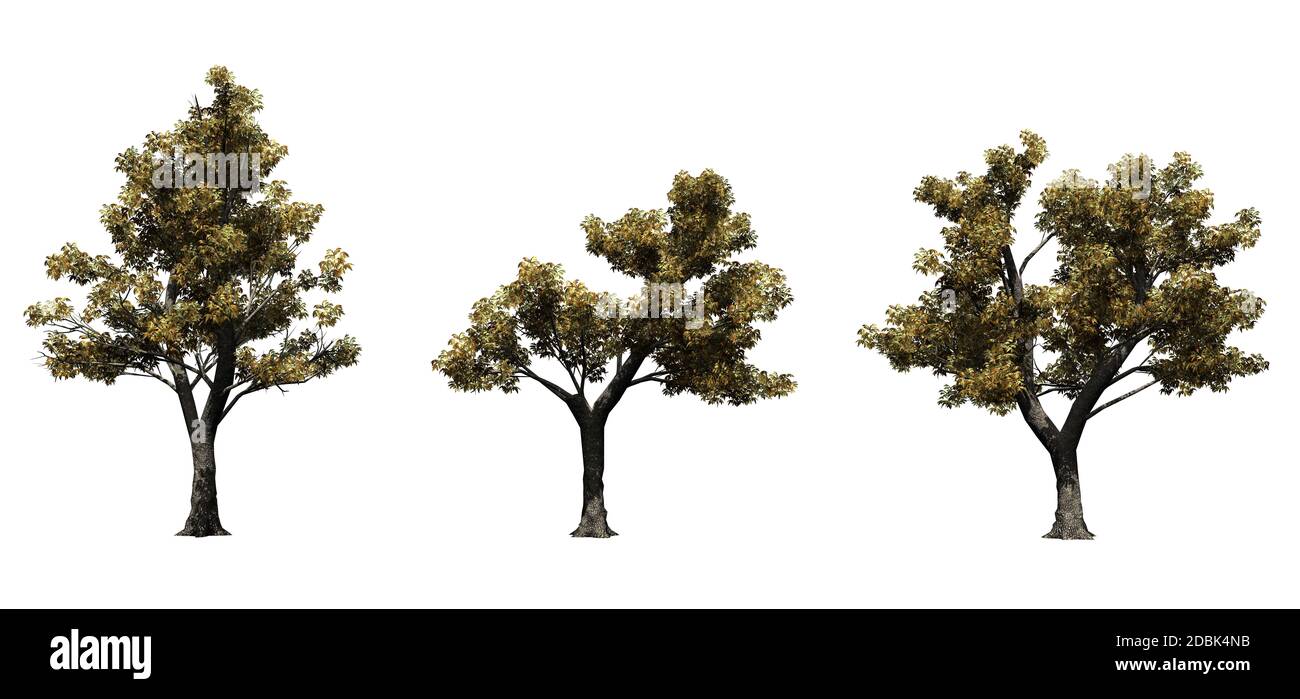 Set of Green Ash trees in the autumn - isolated on white background ...
