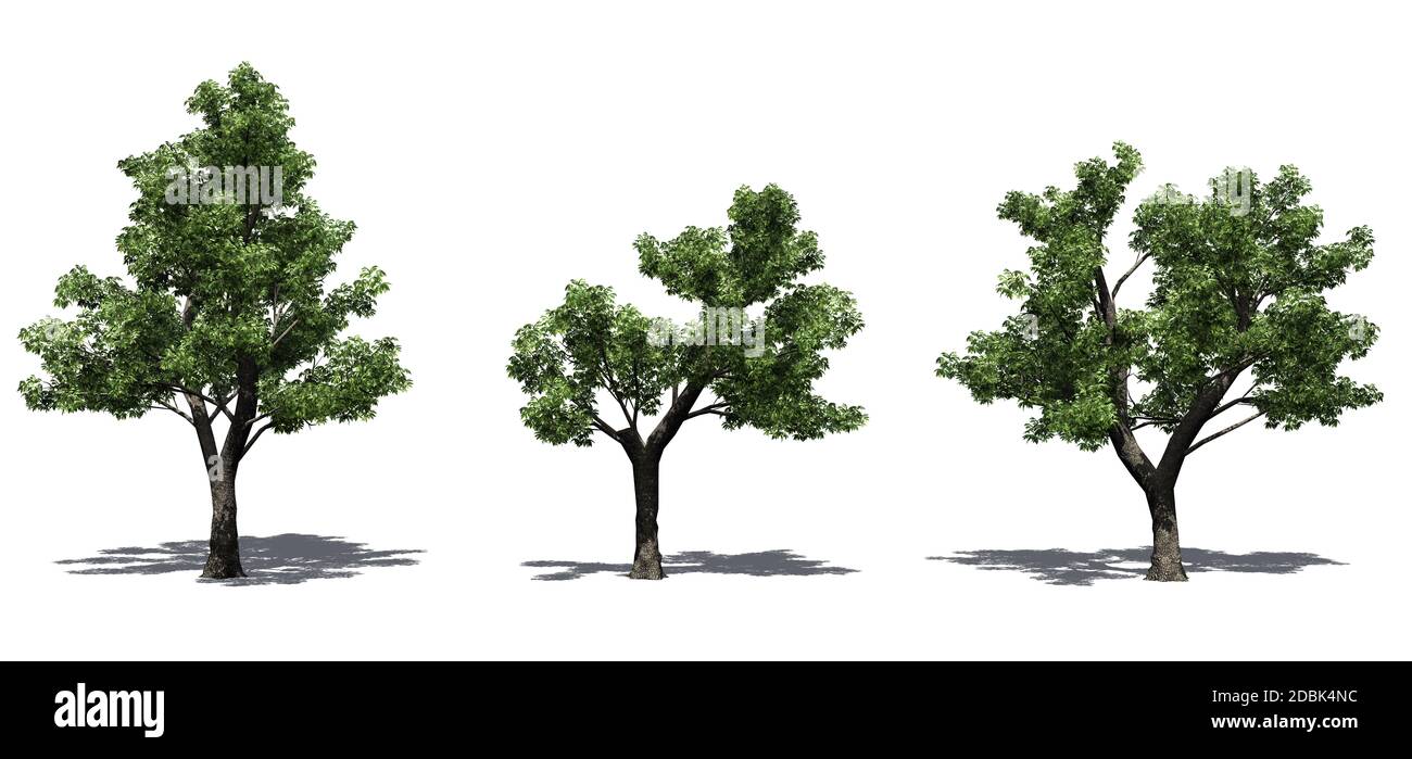 Set of Green Ash trees in the summer with shadow on the floor ...