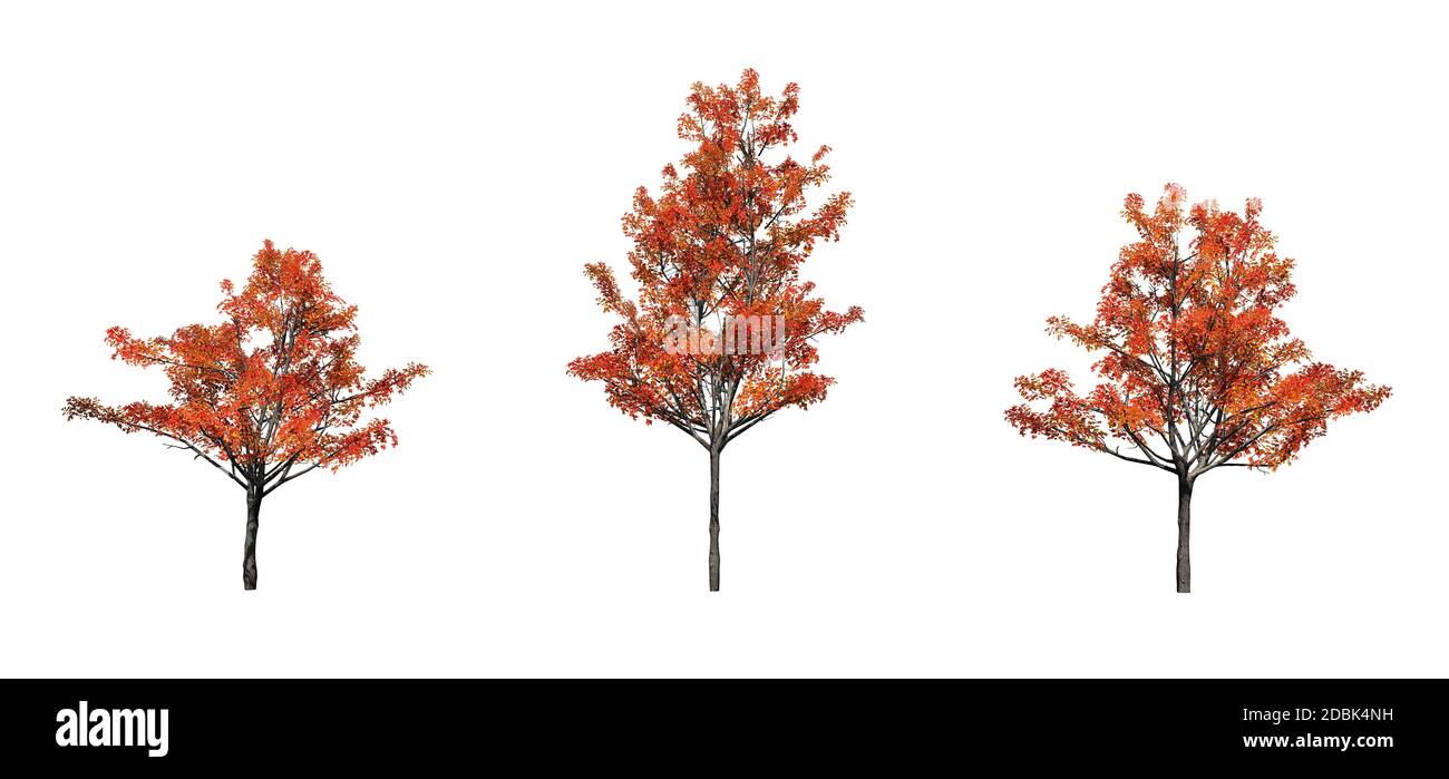 Set of Japanese Maple trees in the autumn - isolated on white ...