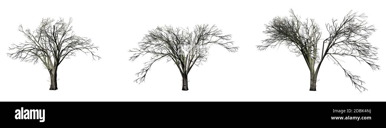 Set of American Elm trees in the winter - isolated on white background ...