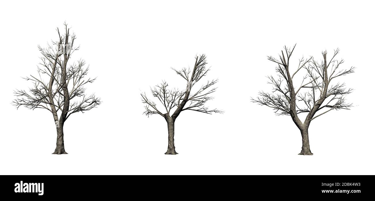 Set of Green Ash trees in the winter - isolated on white background ...