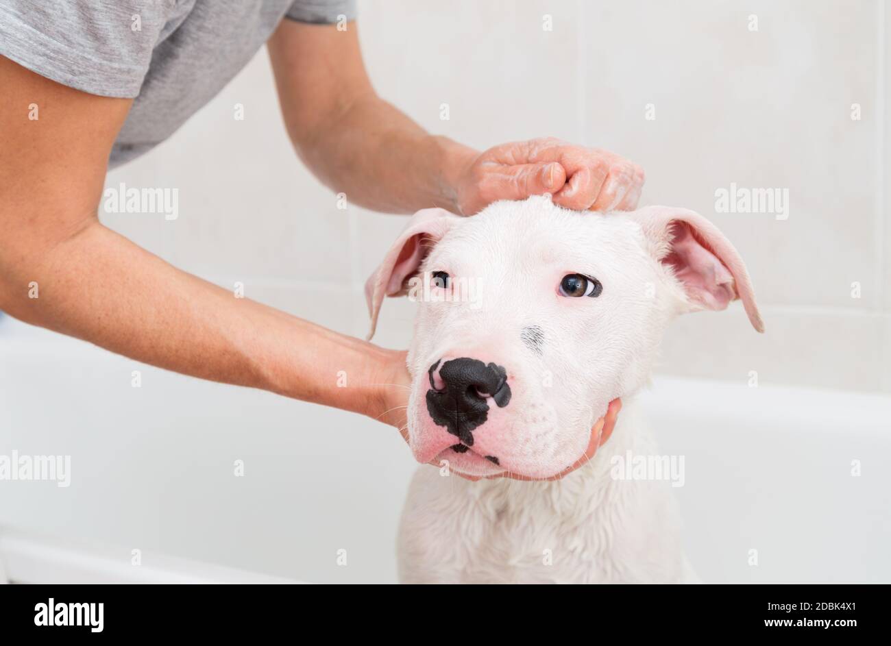 Bubble Bath a lovely dog dogo argentino Stock Photo - Alamy