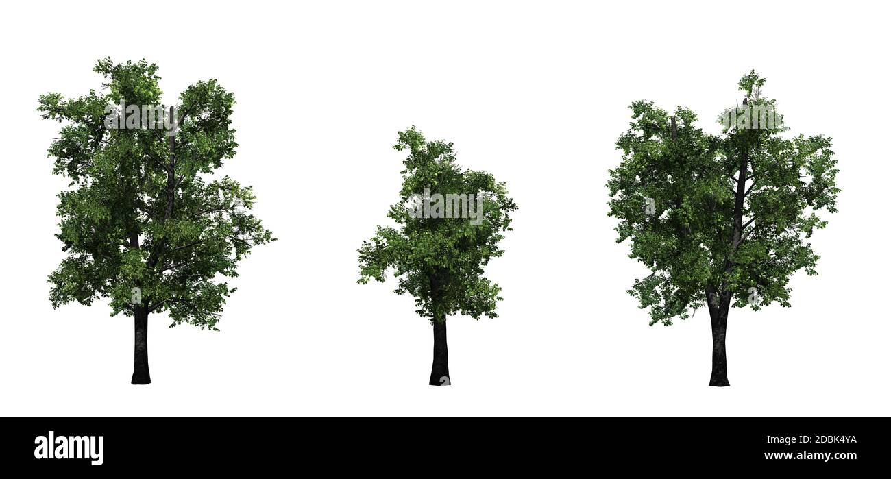 Set of European Linden trees in the summer - isolated on white ...