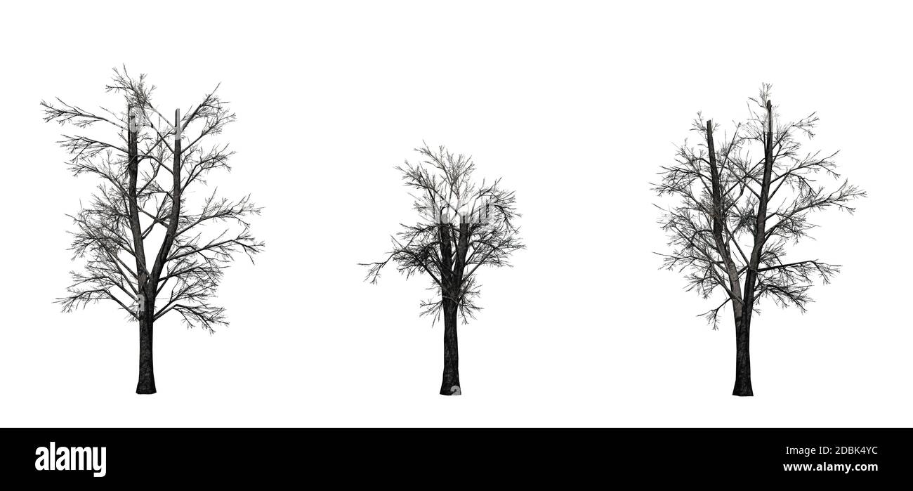 Set of European Linden trees in the winter - isolated on white ...