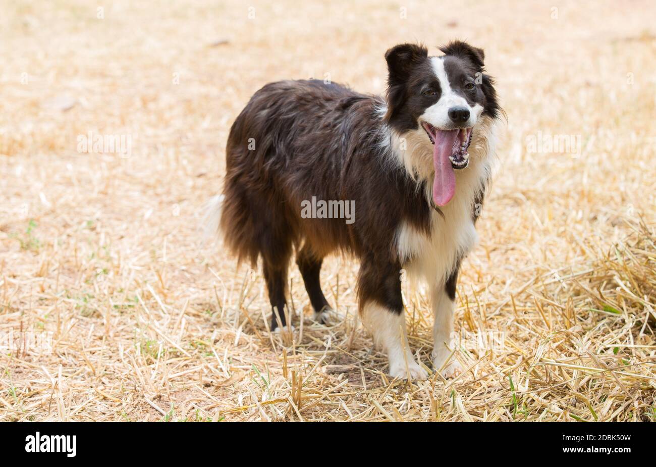 Beautiful dog border collie on the farm Stock Photo - Alamy