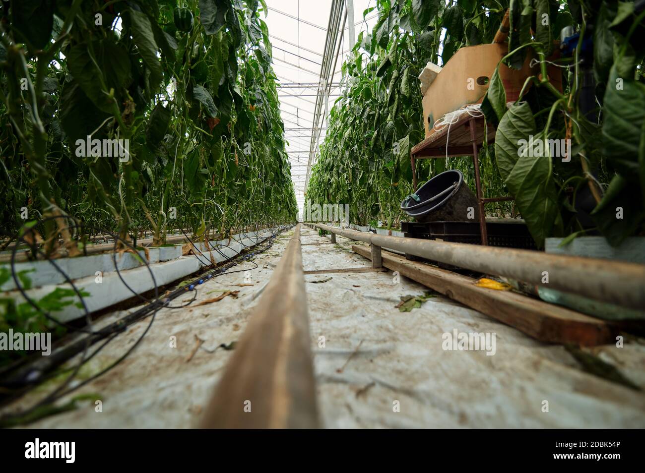Modern greenhouse. Bottom view between rows of the plants. Linear ...