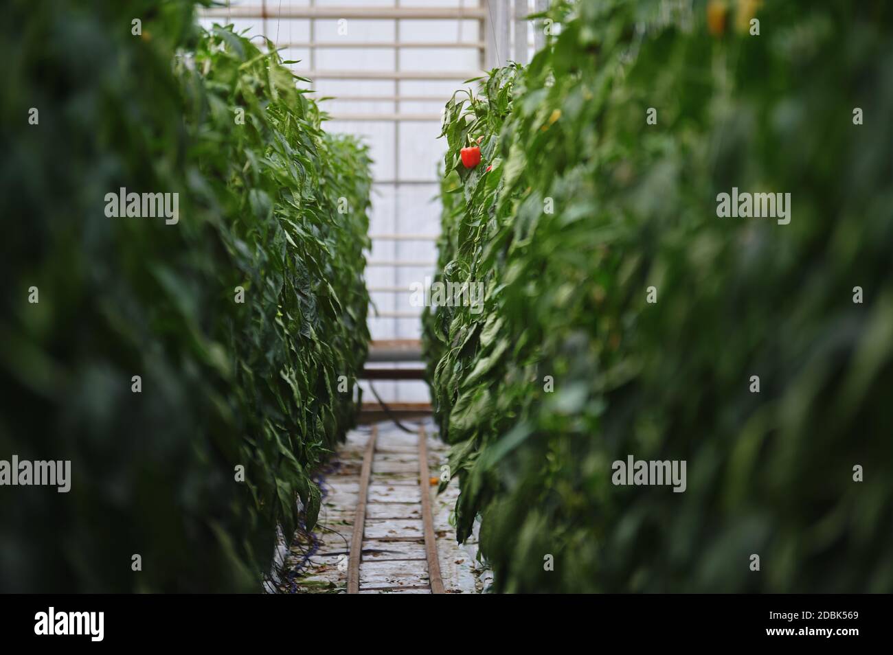 Modern greenhouse. Perspective view between the plant rows. Hydroponics ...