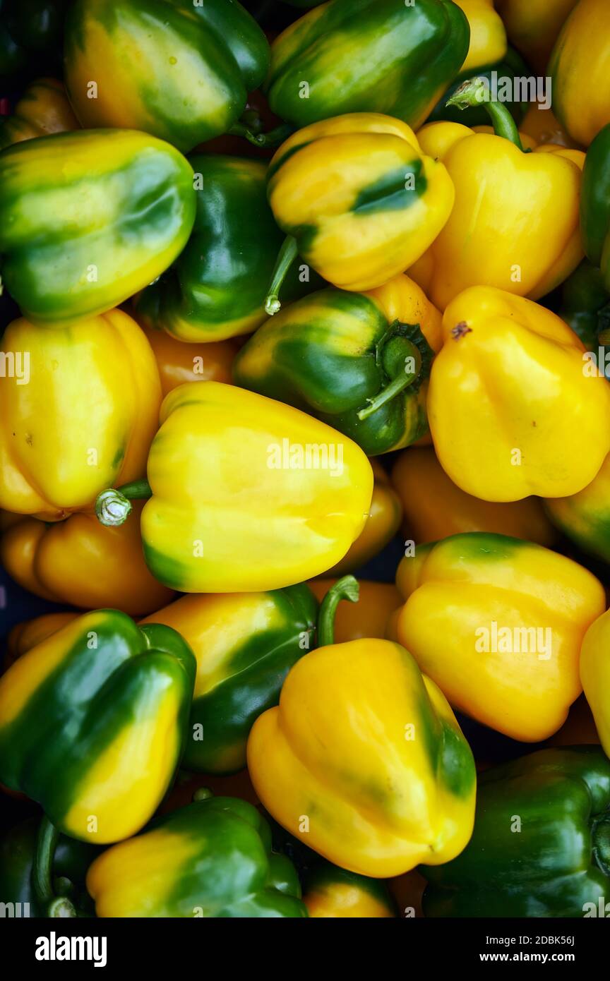 Close-up of fruits of the yellow-green bell pepper. Vertical aspect ...
