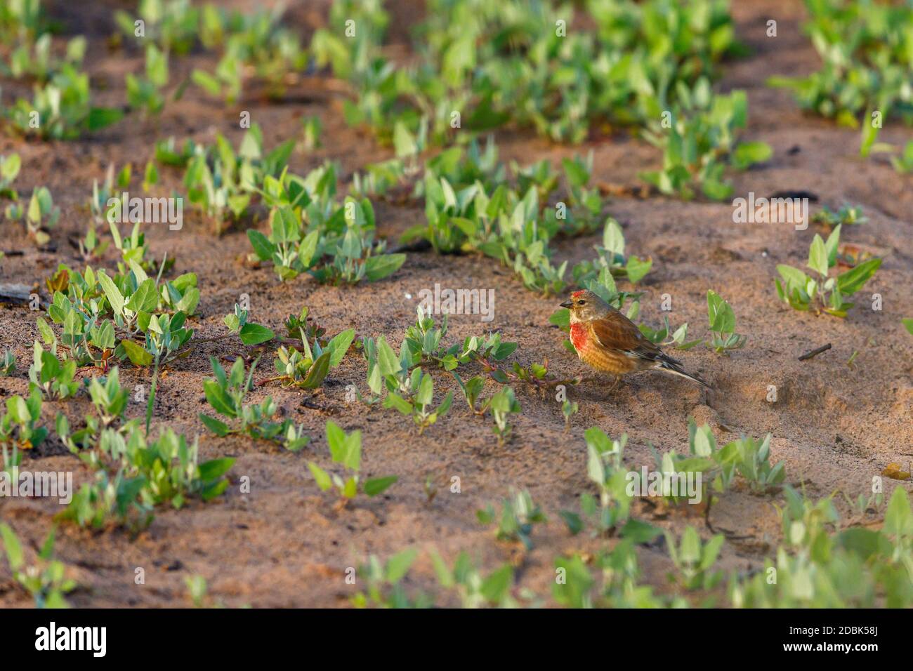 Linnet bird hi-res stock photography and images - Alamy