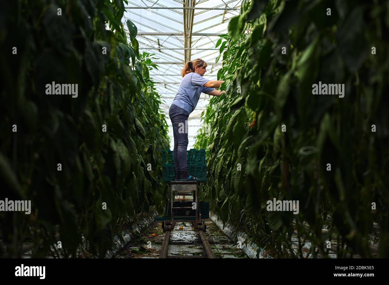 Work in modern greenhouses. The woman works with greenhouse plants ...