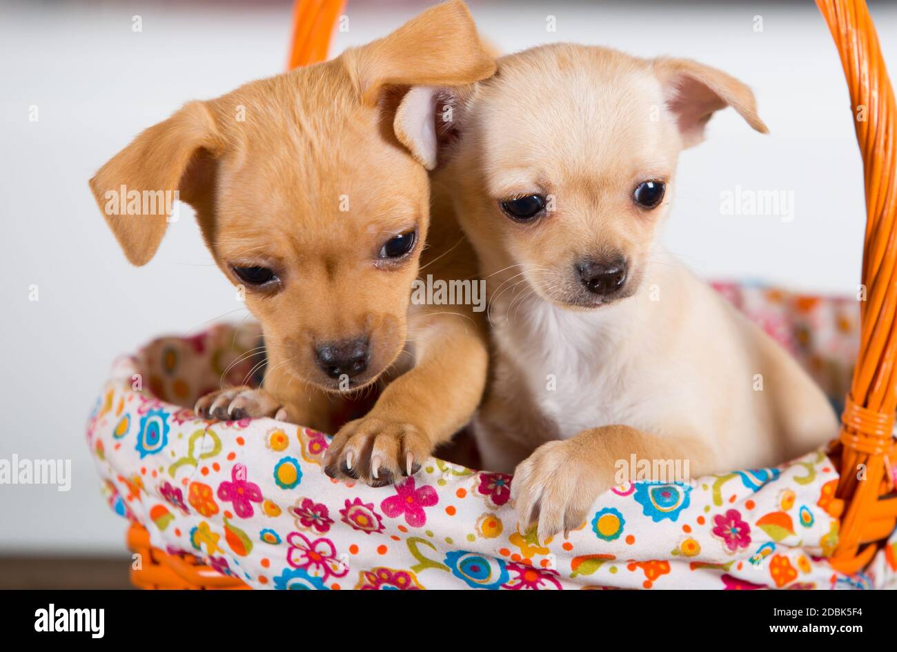 Two chihuahuas puppies in a basket with white background Stock Photo ...