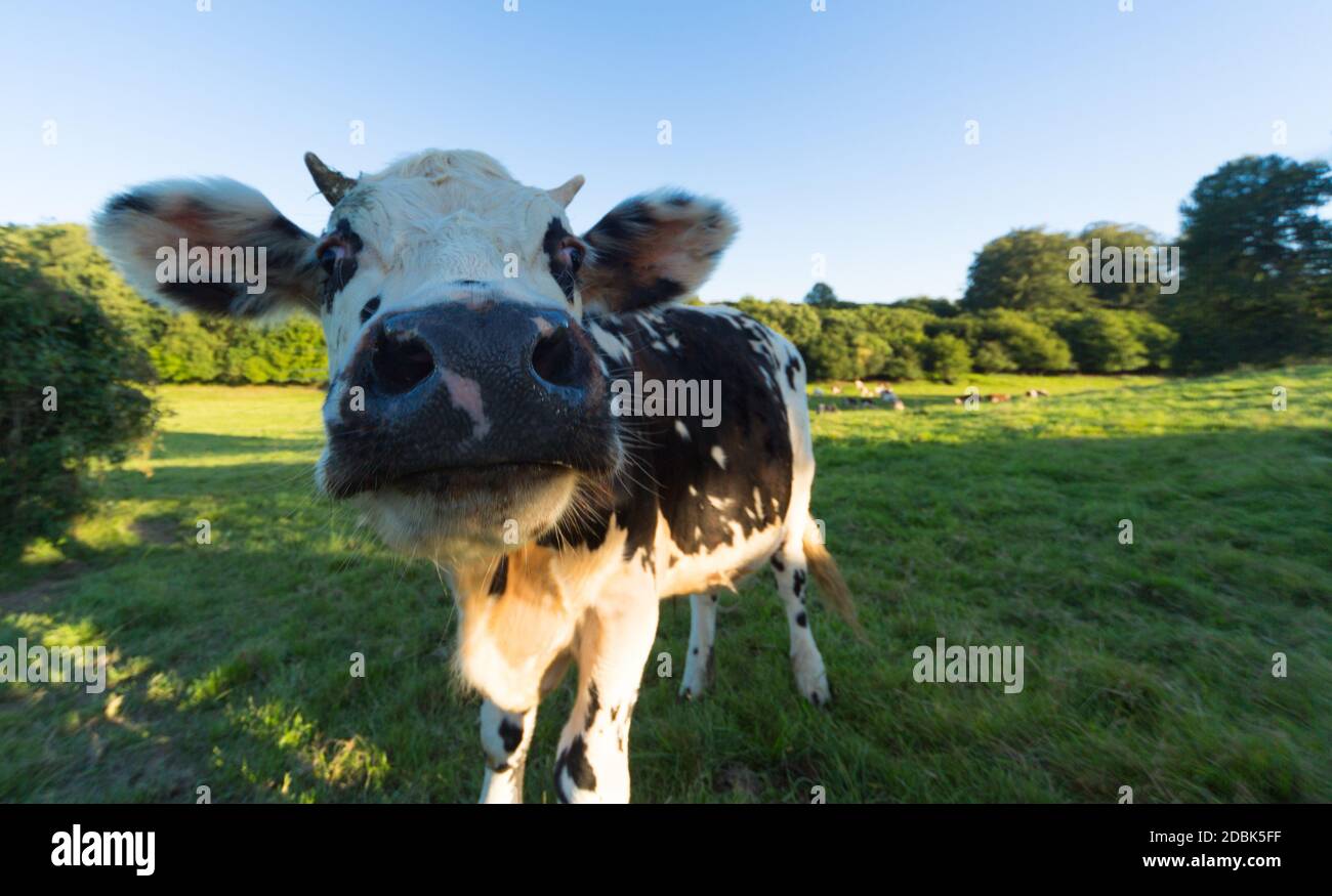 Norman cow hi-res stock photography and images - Alamy