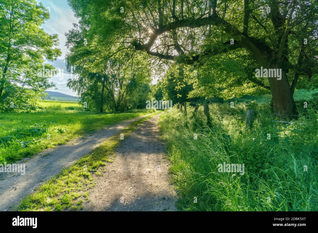 A forest path in summer with sunshine Stock Photo - Alamy