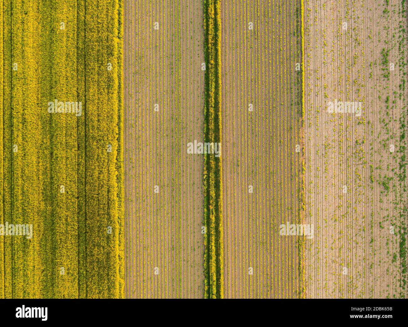 Aerial view of the countryside fields of crops young maize plants ...