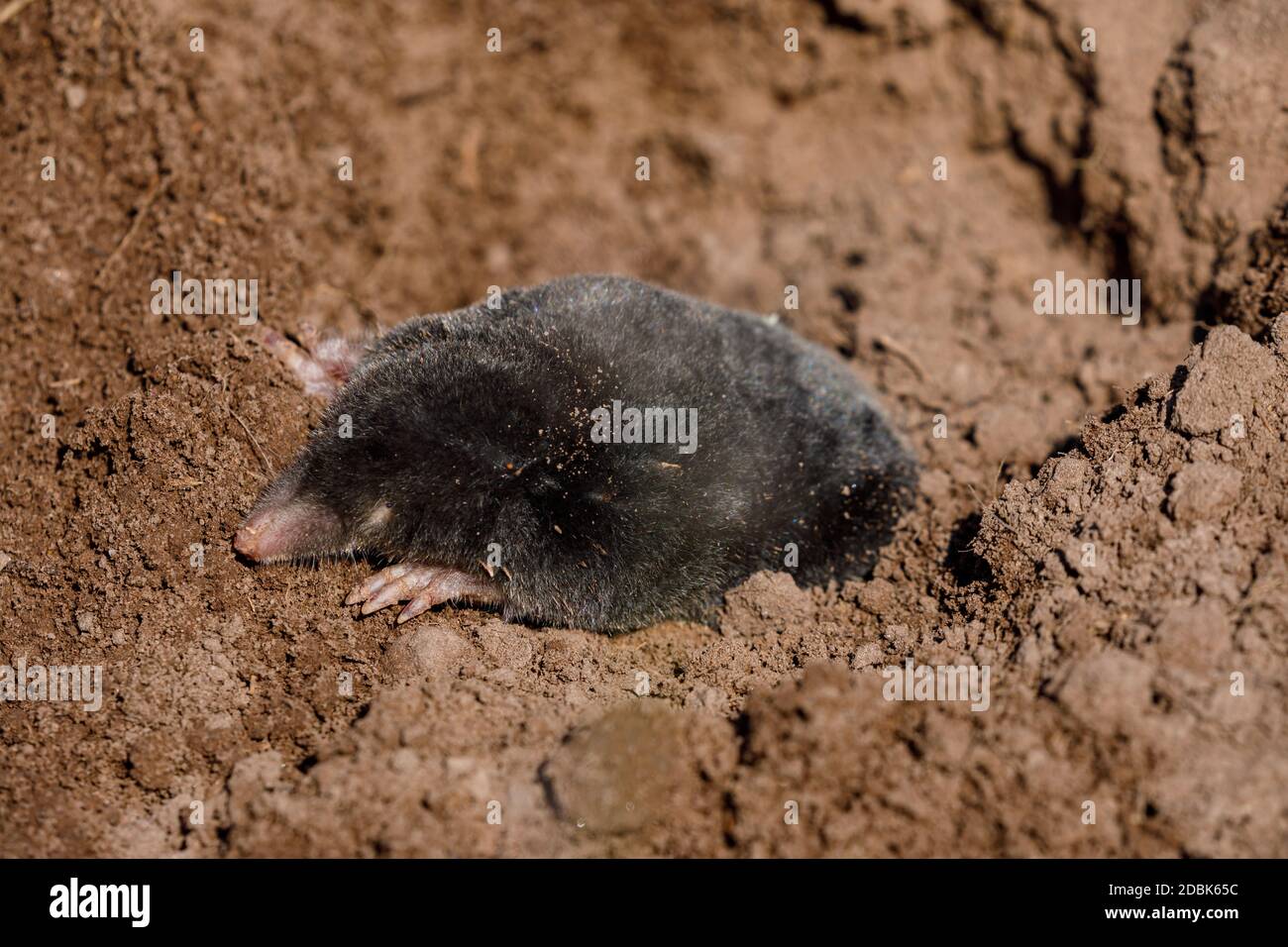 A Mole at a Molehill Stock Photo - Alamy