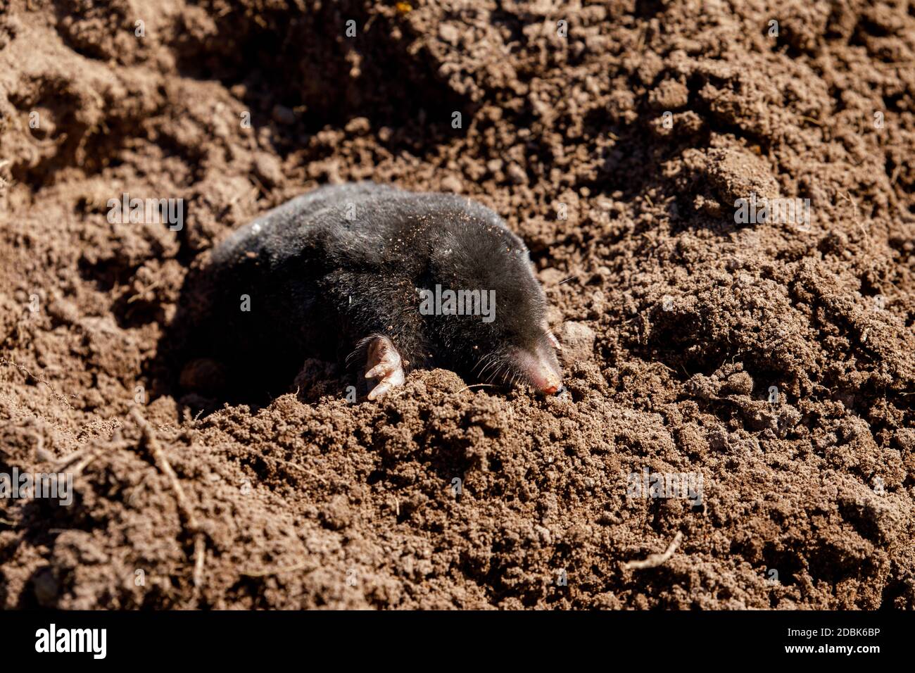 A Mole at a Molehill Stock Photo - Alamy