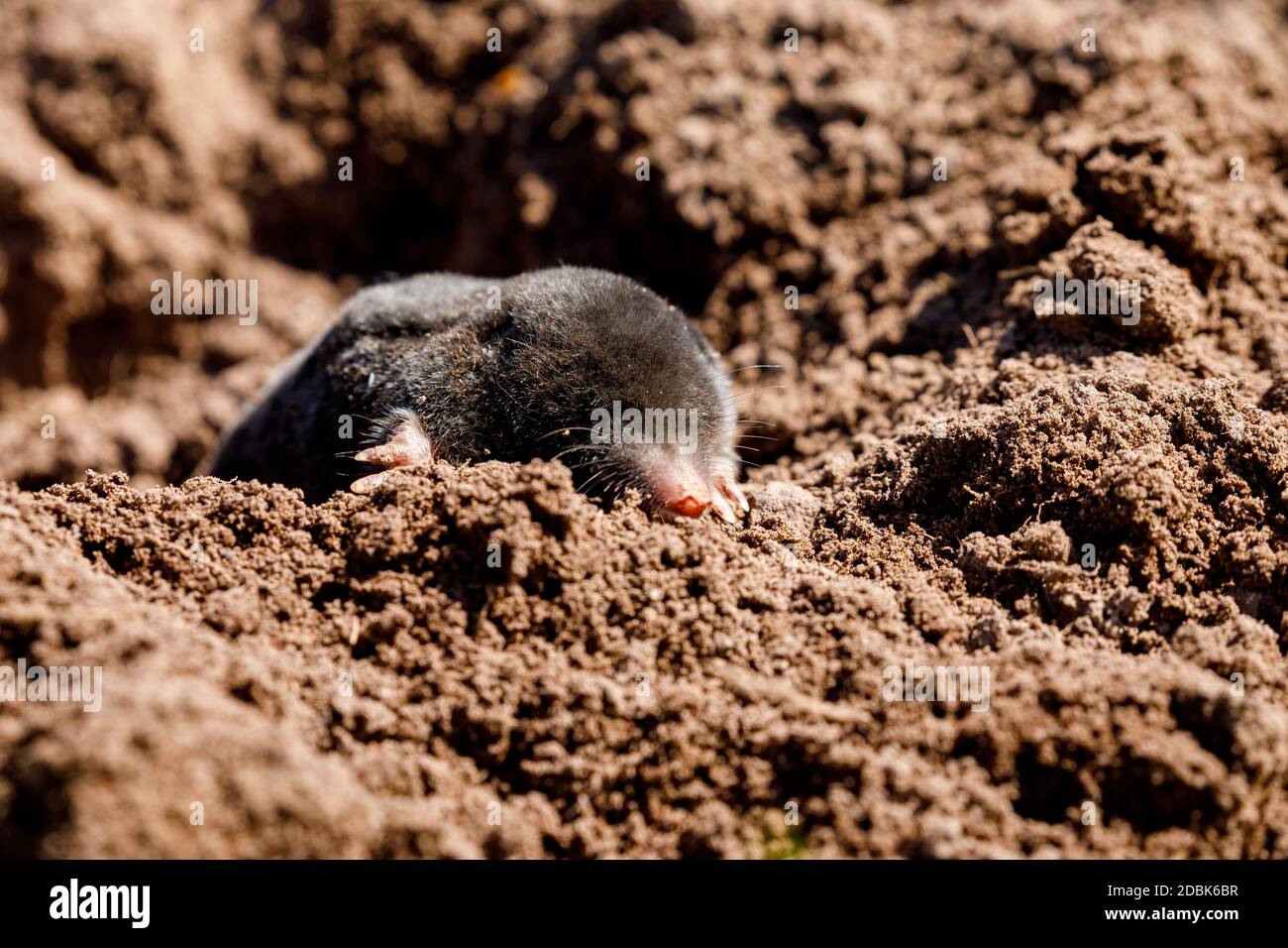 A Mole at a Molehill Stock Photo - Alamy
