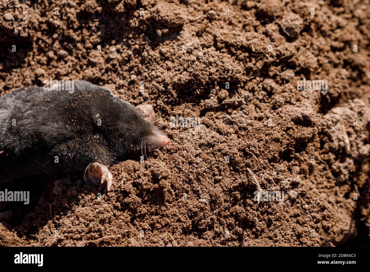 A Mole at a Molehill Stock Photo - Alamy