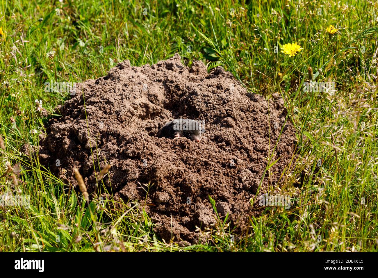 A Mole at a Molehill Stock Photo - Alamy