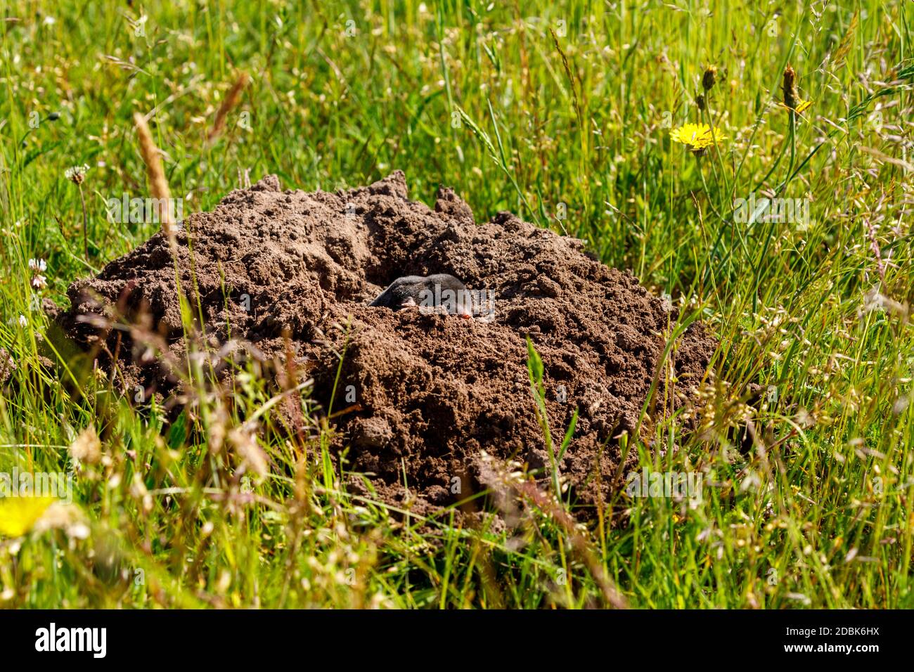 Ground mole hi-res stock photography and images - Alamy