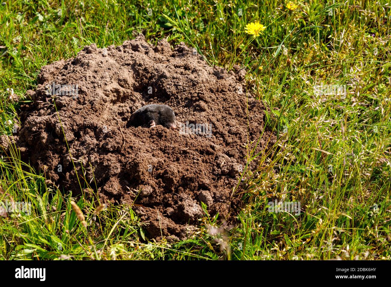 A molehill hi-res stock photography and images - Alamy