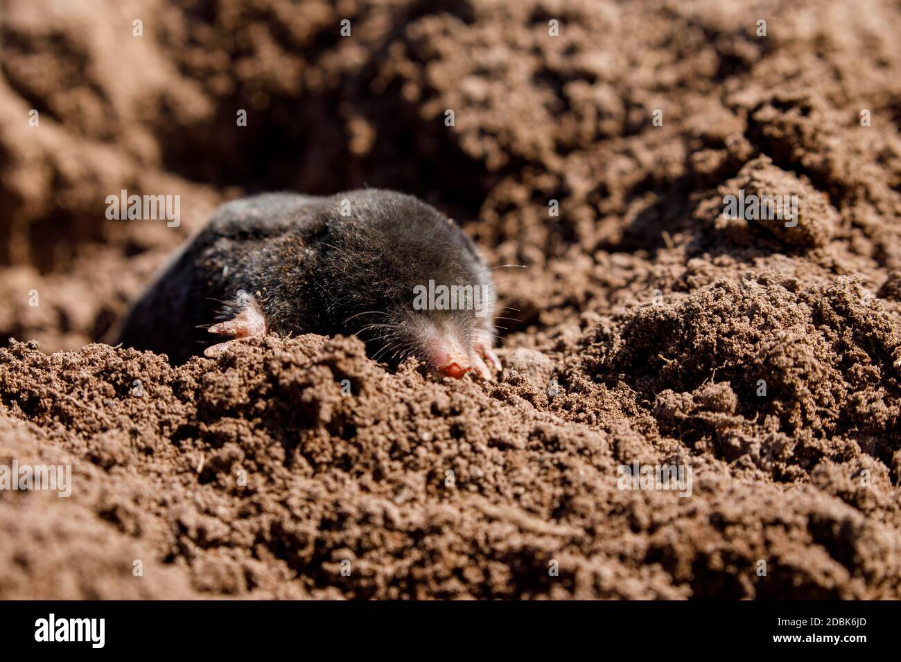 A Mole at a Molehill Stock Photo - Alamy