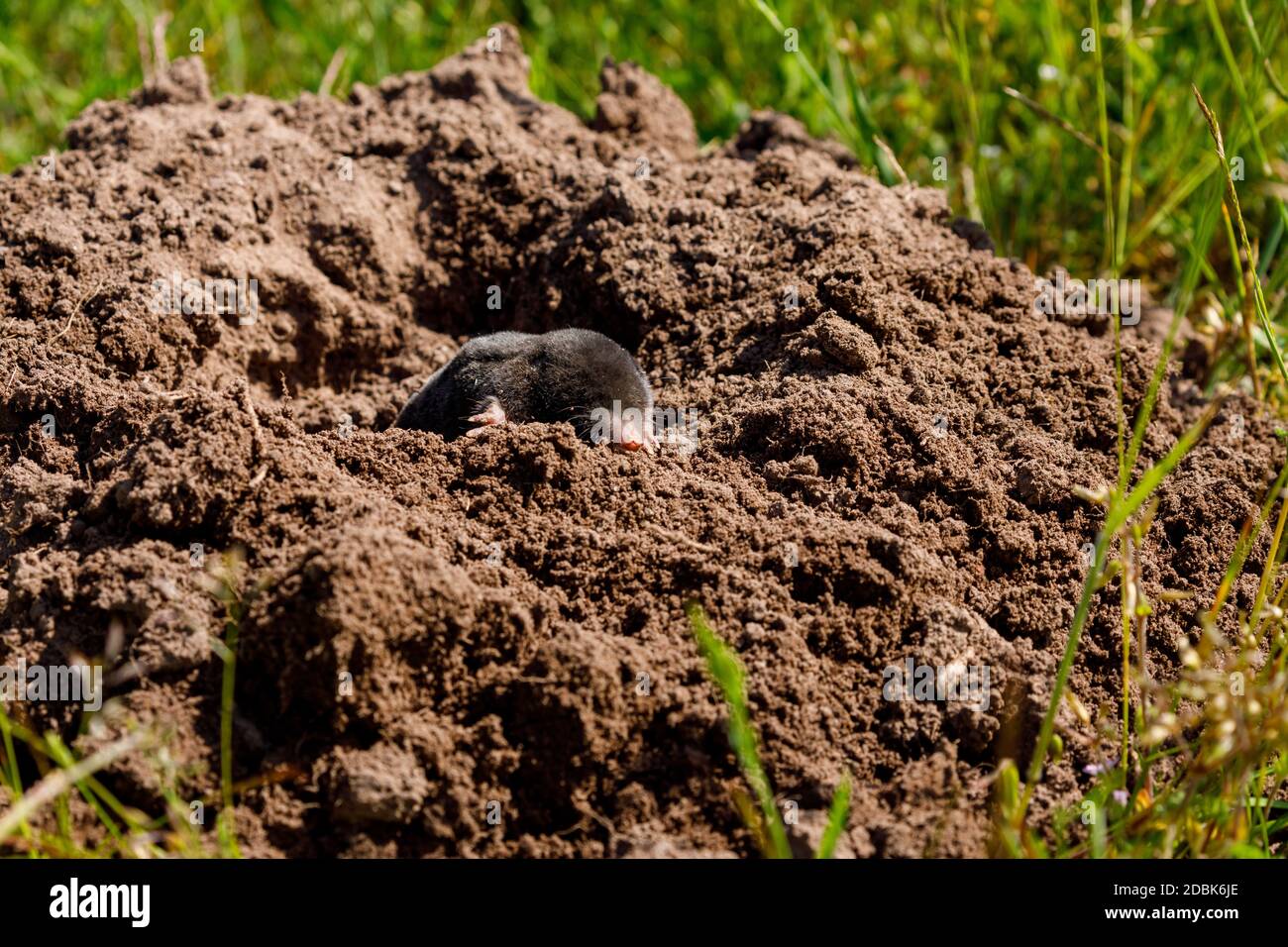 A Mole at a Molehill Stock Photo - Alamy