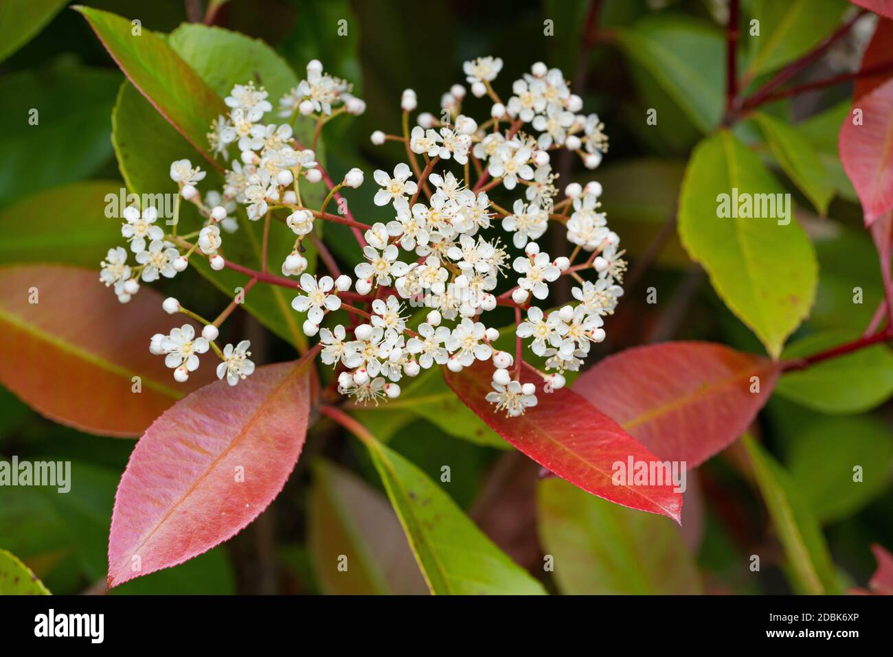 Photinia (Photinia fraseri), close up of the flower head Stock Photo ...