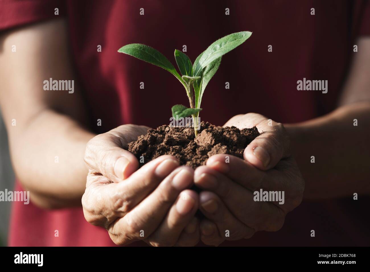 Hand holding a green and small plant. Green fresh plants on nature ...